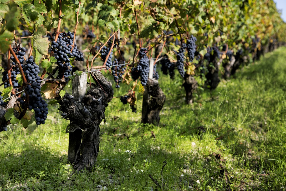 Best Bordeaux Wine Tours, Vineyard Visits & Tasting Experiences 2023