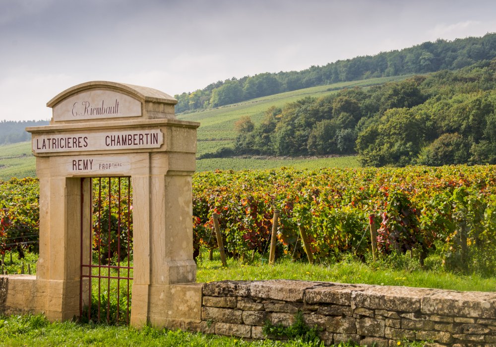 Wine Tour From Dijon to Cote de Beaune and Cote de Nuits