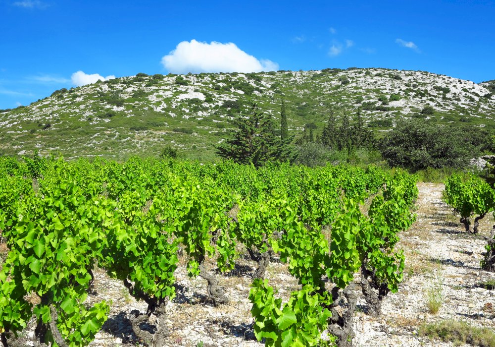 Private Shore Excursion from Sète Languedoc Wine Tour
