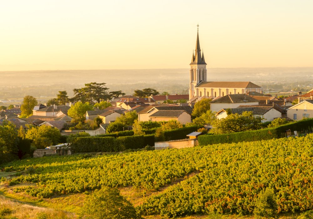 Private Half-Day Northern Rhône Wine Tour from Lyon