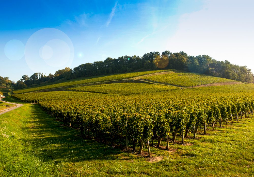 Saint-Émilion Half-Day Wine Tour from Bordeaux – Small Group